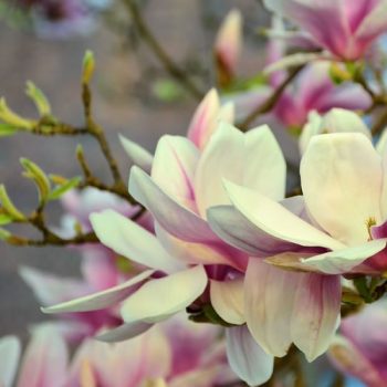 Quels arbustes d'ornement choisir ? - Conseil Jardin Willemse