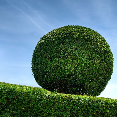 Comment planter un arbuste en 9 étapes? - Conseil Jardin Willemse