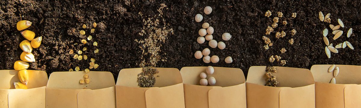 Comment choisir les bonnes graines du potager ? - Conseil Jardin