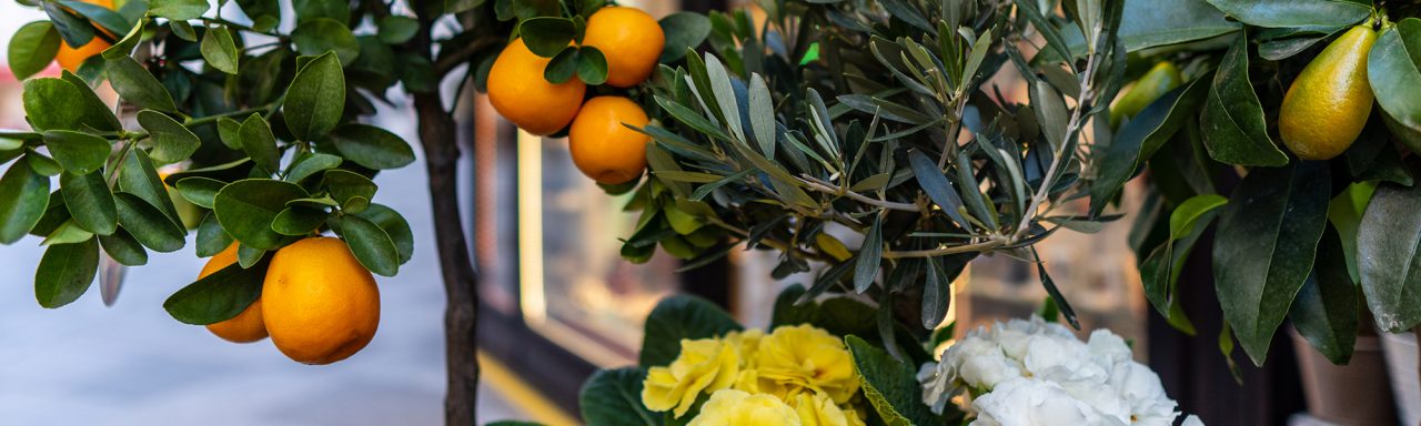 Mon arbre fruitier ne fleurit pas, pourquoi et que faire