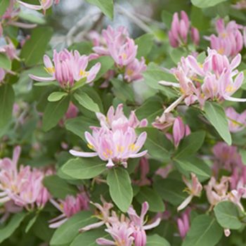 Quels arbustes d'ornement choisir ? - Conseil Jardin Willemse