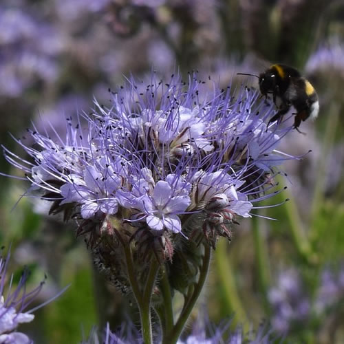 Les plantes et fleurs du potager : comment choisir ? - Conseil Jardin