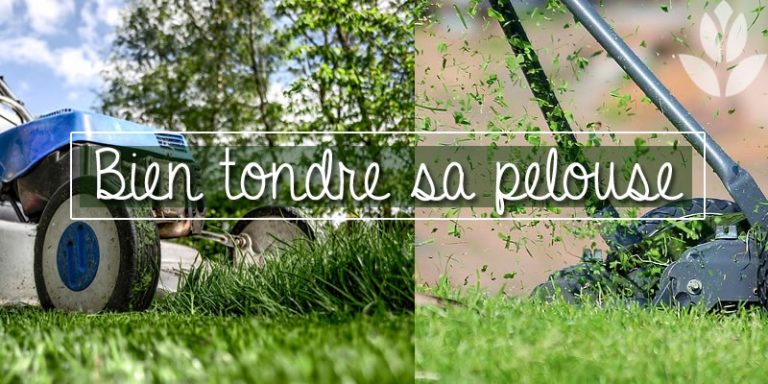 Comment bien tondre sa pelouse et son gazon - Conseils Jardin Willemse
