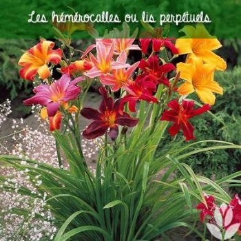 Le Lis/Lys (Lylium) : une plante royale facile à cultiver