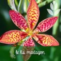 Le Lis/Lys (Lylium) : une plante royale facile à cultiver