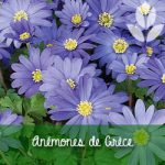 Les anémones : plante bulbeuse de la fleur du vent - Conseil Jardin