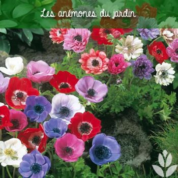 Les anémones : plante bulbeuse de la fleur du vent - Conseil Jardin
