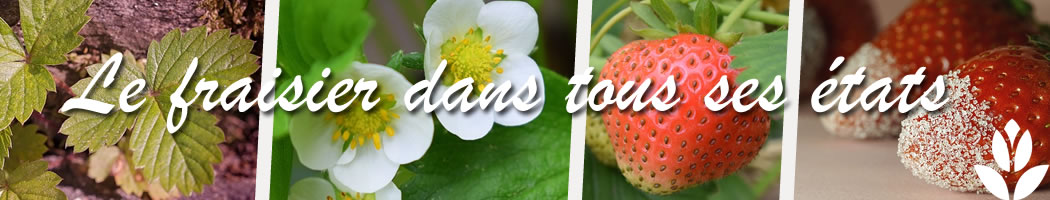 Un fraisier bien planté = des fraises à manger toute l’année ! - Les ...