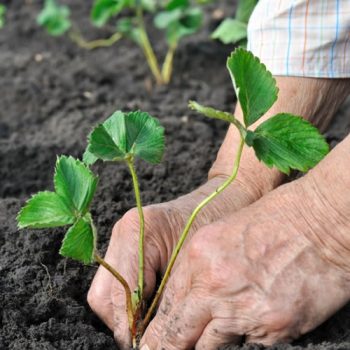 Fraisier : comment, quand et où planter les fraisiers