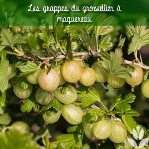 Quelles sont les différences entre les groseilliers que l'on peut planter