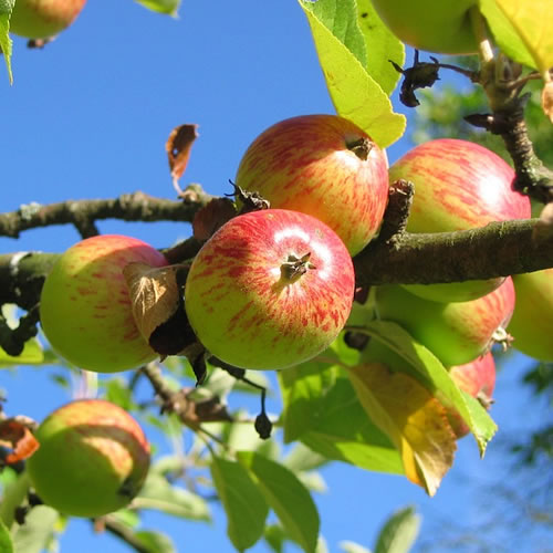 Pommier : 5 variétés de pommier à planter et à associer au jardin