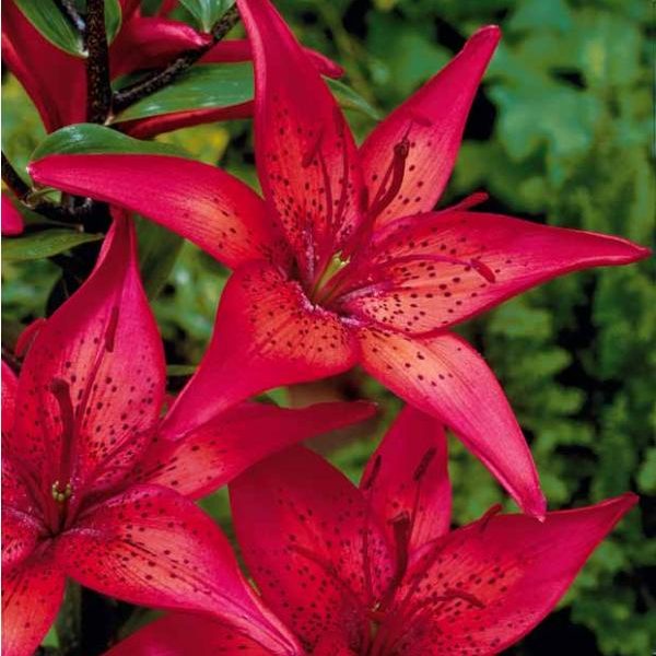 Le lis : une plante d’une beauté royale - Conseils Jardin Willemse