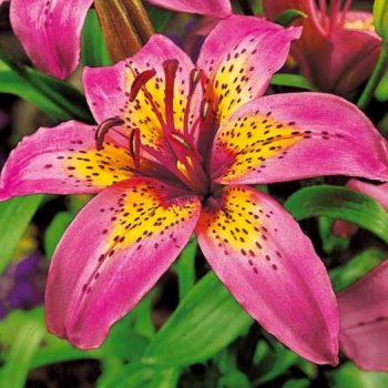 Lis des Incas (alstromeria) : conseils de plantation et entretien