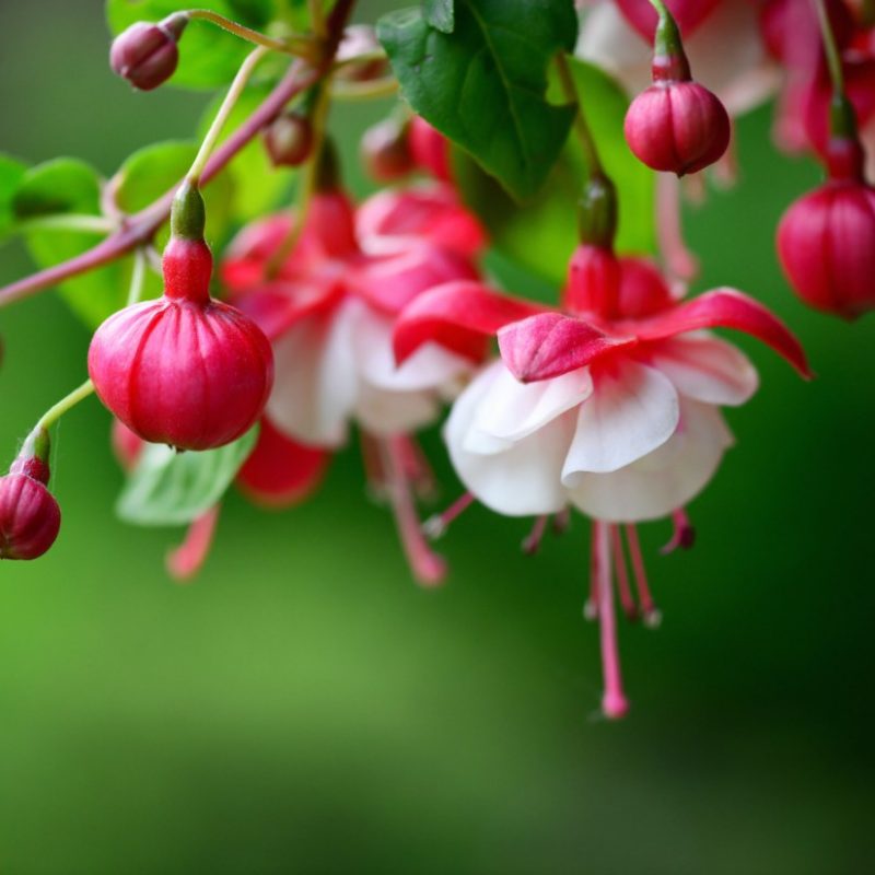 Comment planter, cultiver et entretenir le fuchsia ? Nos conseils jardin