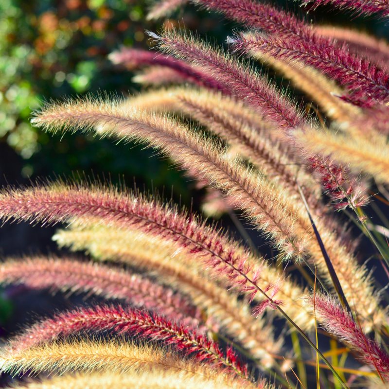 Stipe : comment, quand et comment planter les cheveux d'ange