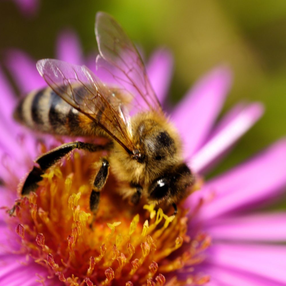 Créer un jardin refuge pour les insectes pollinisateurs