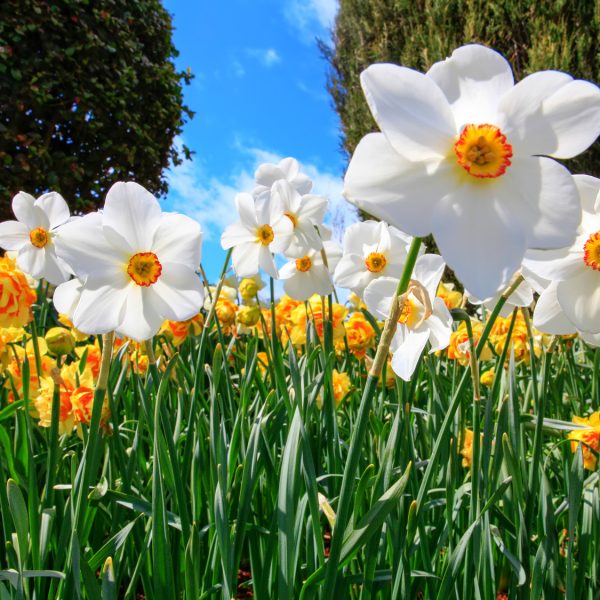 Le narcisse pour pot et jardin - Conseil Jardin