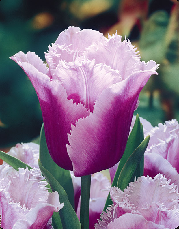 Pourquoi planter en automne ? - Conseils Jardin Willemse