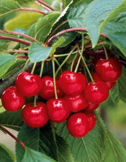 Mini-cerisier (Prunus avium) : variétés, conseils de plantation et ...