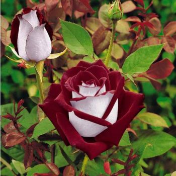 Le rosier-buisson : tout savoir pour le cultiver et l'entretenir