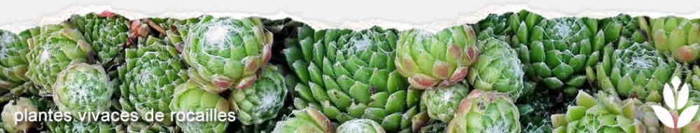 Plantes vivaces plein soleil : quelles variétés choisir