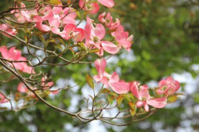 Comment créer une ambiance zen au jardin - Conseil jardin Willemse
