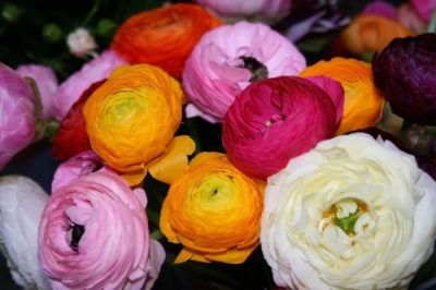 Renoncule /Ranunculus : Conseils de plantation et d’entretien