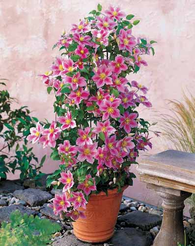 Comment planter les plantes grimpantes? - Conseil Jardin Willemse