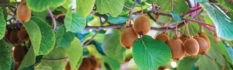 Le kiwi : tout savoir sur l'arbre à kiwis = LA plante grimpante fruitière