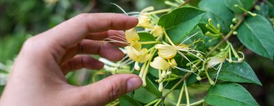 Zoom sur le chèvrefeuille - Conseil Jardin Willemse