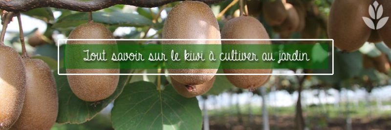 Le kiwi : tout savoir sur l'arbre à kiwis = LA plante grimpante fruitière