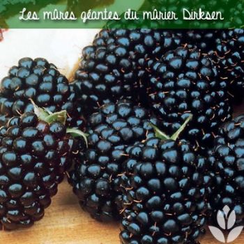Le mûrier : le premier fruitier à planter pour les jardiniers amateurs