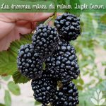 Le mûrier : le premier fruitier à planter pour les jardiniers amateurs