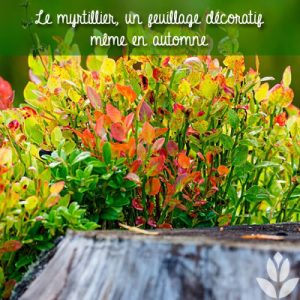 Myrtille et myrtillier : Plantation, culture, récolte