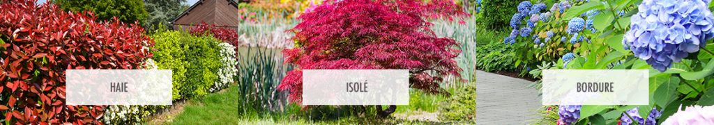 Quels arbustes d'ornement choisir ? - Conseil Jardin Willemse
