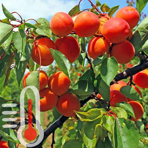 Comment prendre soin des arbres fruitiers en été