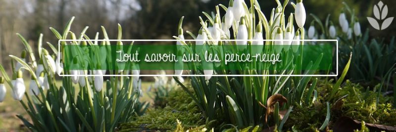 Tout savoir sur le perce-neige pour en profiter chez soi en hiver