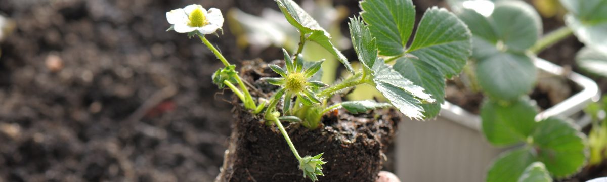 Comment réussir la plantation des fraises? Willemse vous informe