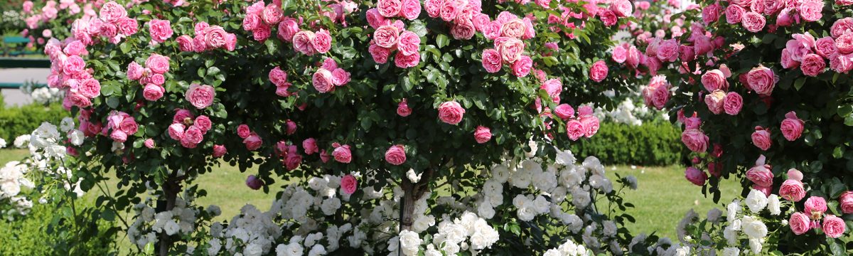 Le rosier-buisson : tout savoir pour le cultiver et l'entretenir