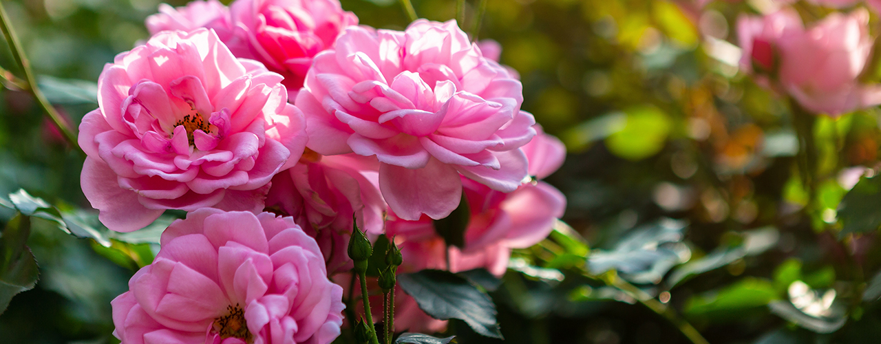 Le rosier-buisson : tout savoir pour le cultiver et l'entretenir