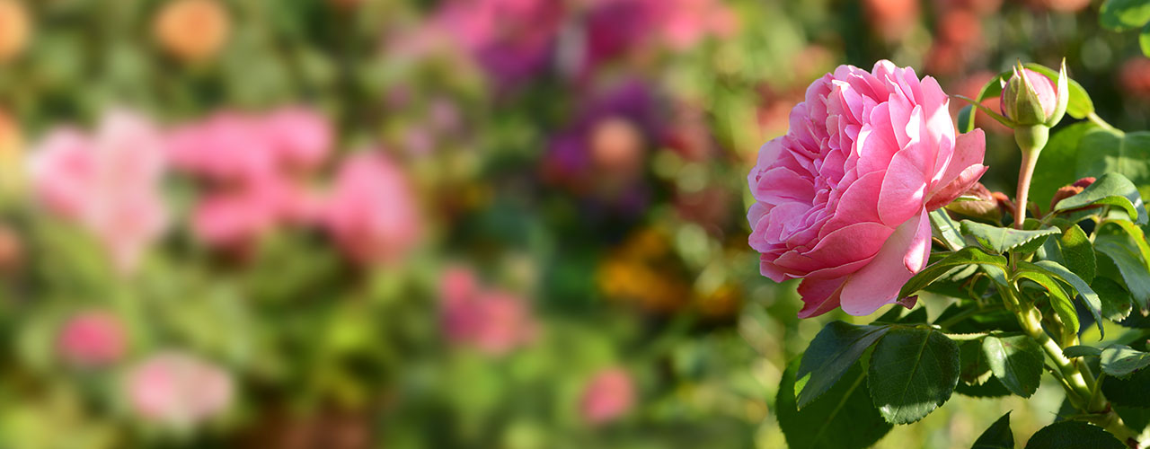 Le rosier-buisson : tout savoir pour le cultiver et l'entretenir