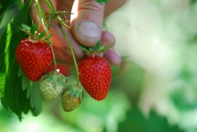 Petits fruits rouges : Conseils de culture, d'entretien et de conservation