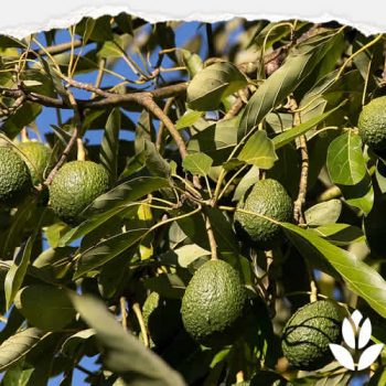 Comment entretenir l'avocatier - Conseils de plantation et d'entretien
