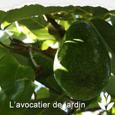 Noyau d'avocat : la culture des avocatiers à partir des noyaux
