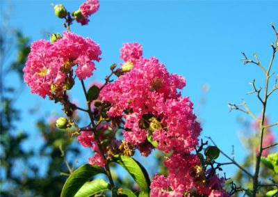 Toutes les variétés de lilas - Conseils Jardin Willemse