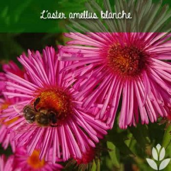 Les asters de jardin : floraison | plantation | entretien | associations