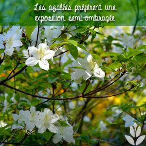 Azalée (Azalea) : conseils de plantation et entretien
