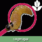 Maladies et ravageurs des pommiers : Comment traiter