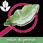 Maladies et ravageurs des pommiers : Comment traiter