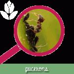 Maladies et ravageurs des pommiers : Comment traiter